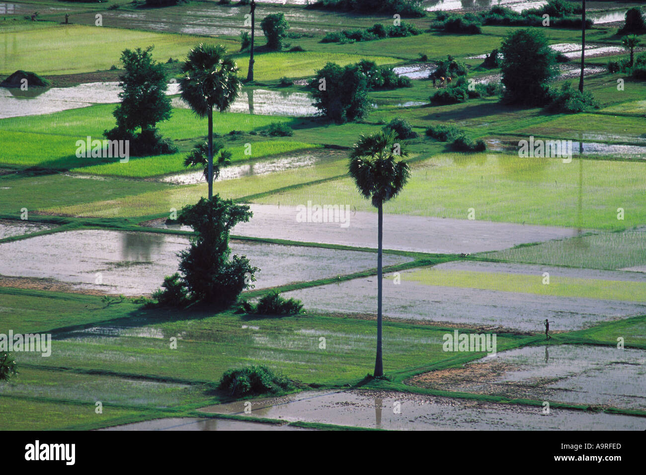 Rice fields at the end of the monsoon season at Angkor Cambodia seen ...
