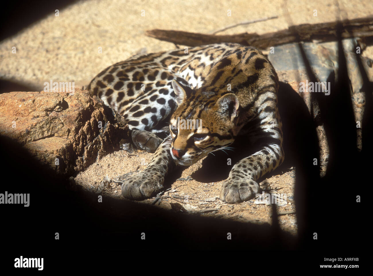 Ocelot lying on ground in desert environment Stock Photo - Alamy