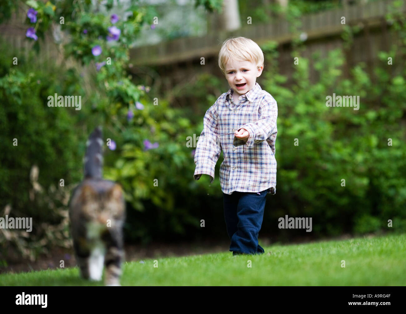 Little boy chasing cat towards camera Stock Photo - Alamy