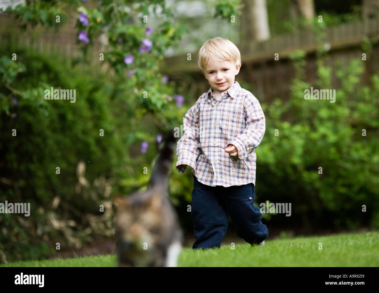 Cute boy chasing cat in garden Stock Photo - Alamy