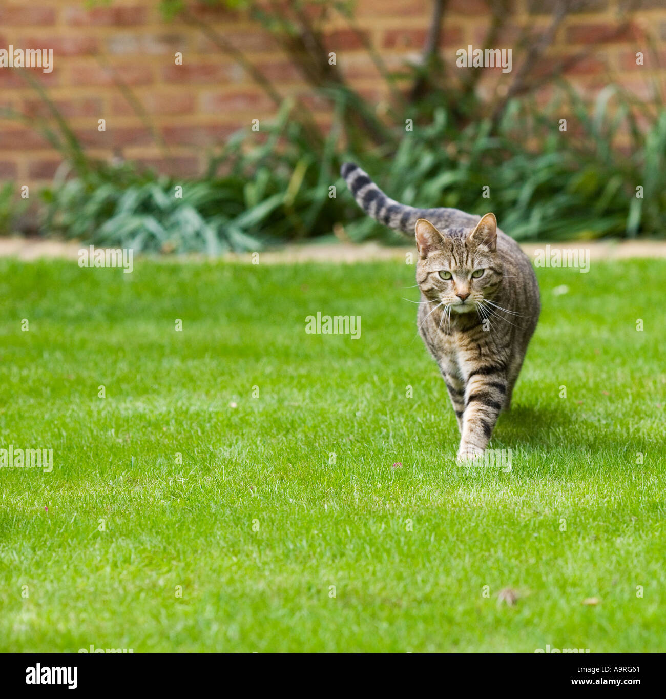 Cat with attitude Stock Photo - Alamy