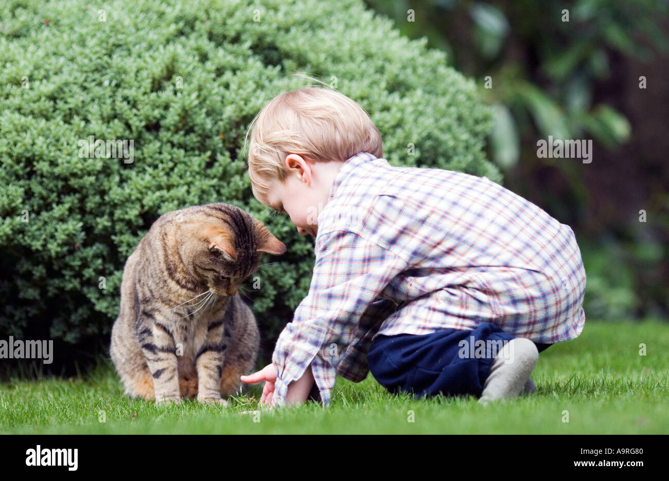 cat and boy playing together Stock Photo - Alamy