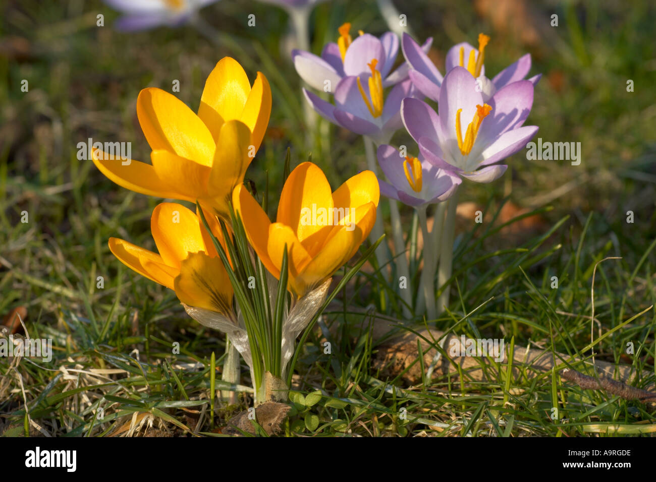 Woodland in cambridge uk hi-res stock photography and images - Alamy
