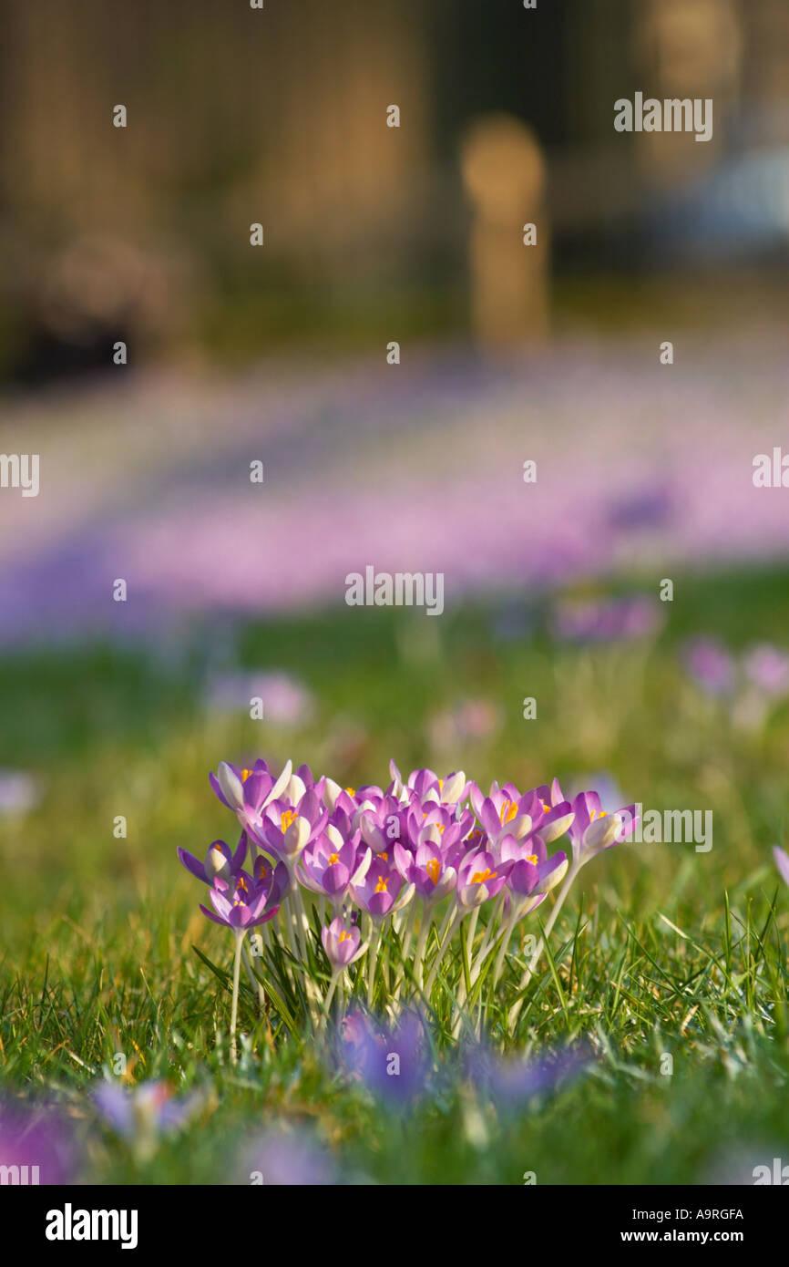 Wild crocuses growing in a meadow near Trinity College Cambridge Stock ...