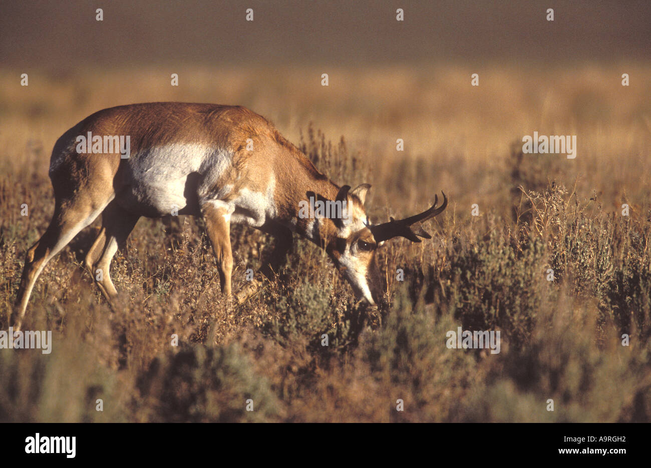 Pronghorn antelope foraging in grasslands of Grand Teton National Park ...