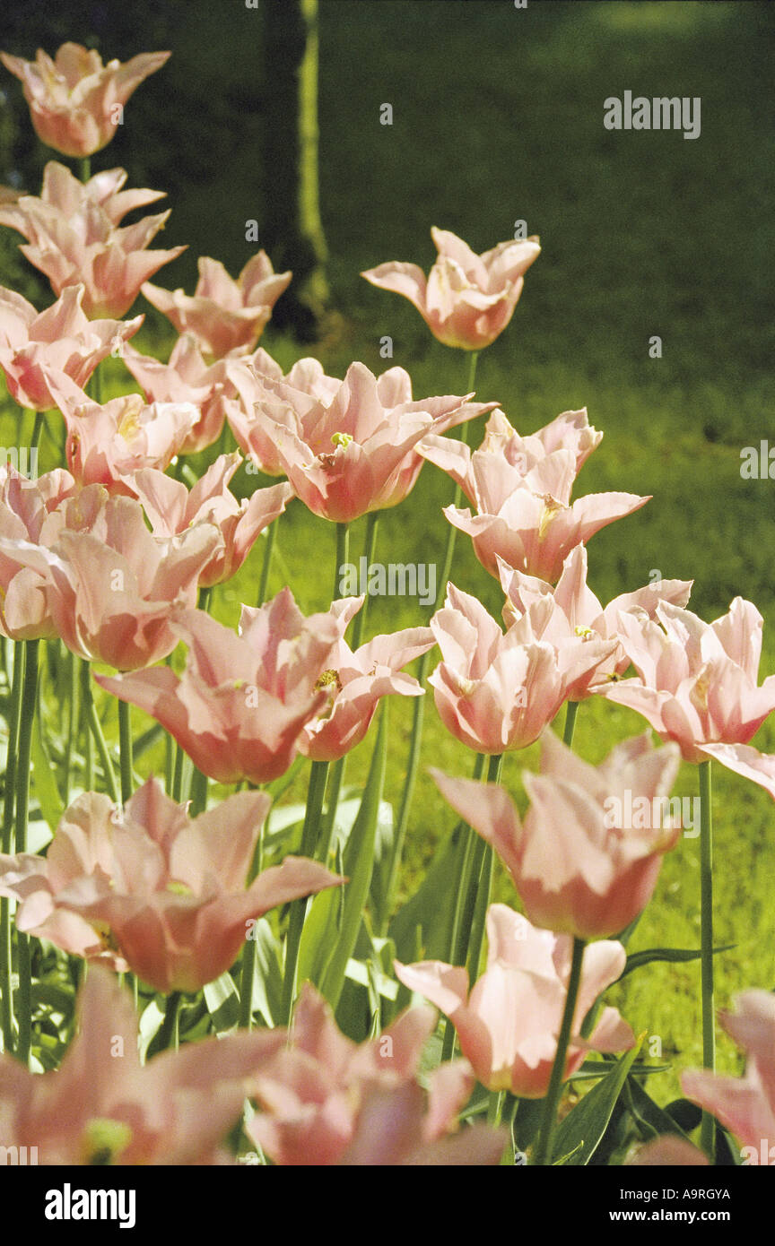 ASM77068 Bunch of bright pink color Tulip flowers Amsterdam Netherlands ...