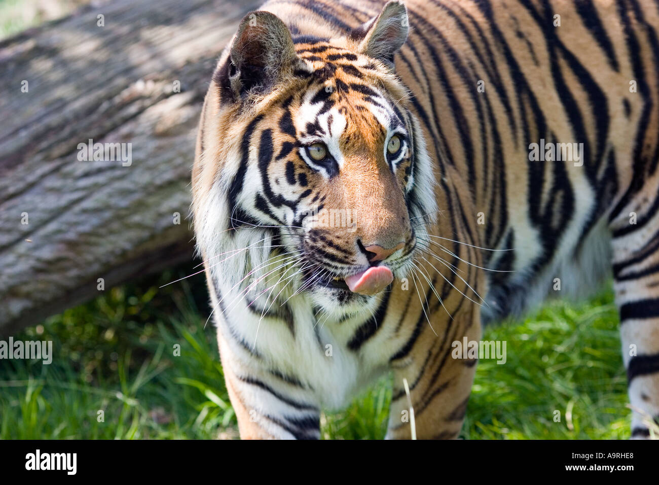 Tiger licking lips Stock Photo - Alamy