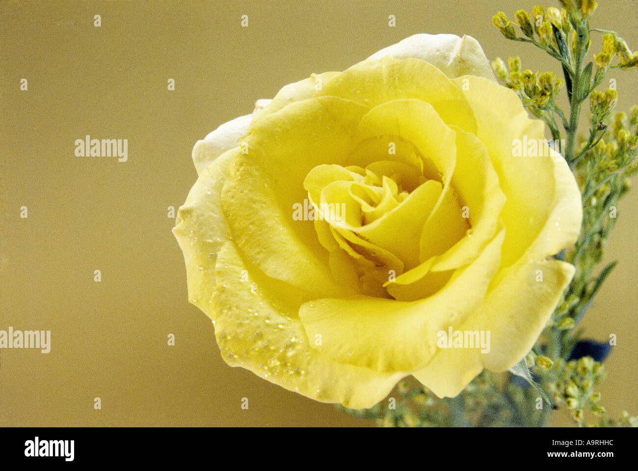 One delicate fresh bright yellow color rose flower shot in a studio ...