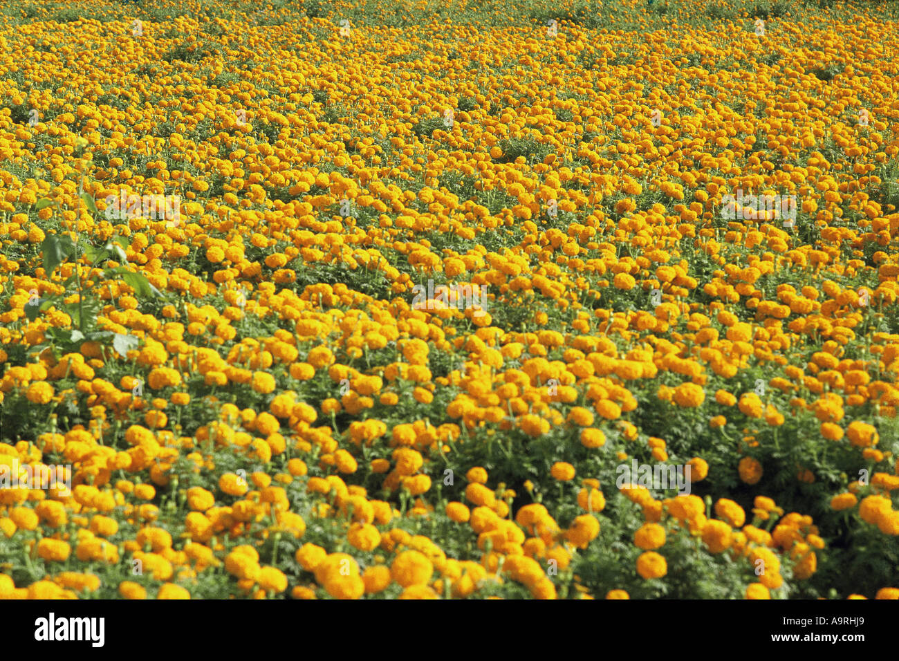 Festoons of flowers hi-res stock photography and images - Alamy