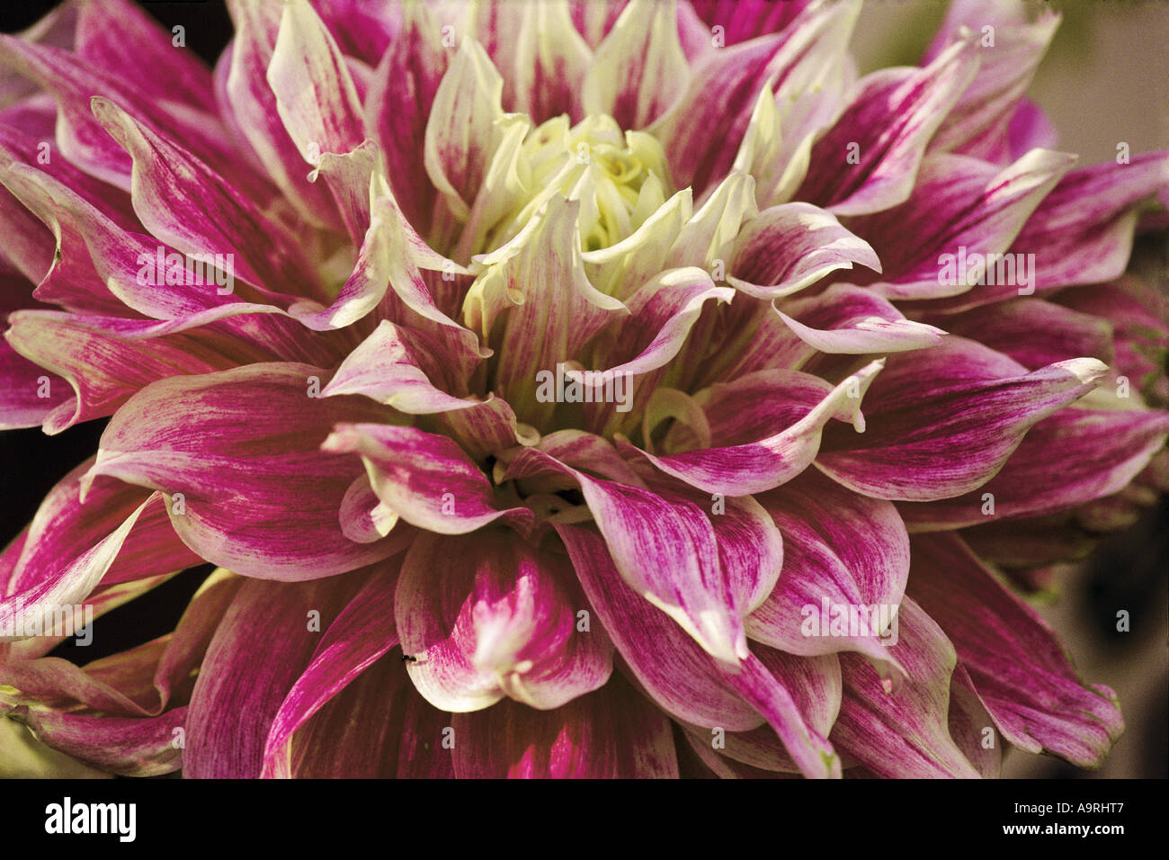 White bloom with pink edges hi-res stock photography and images - Alamy