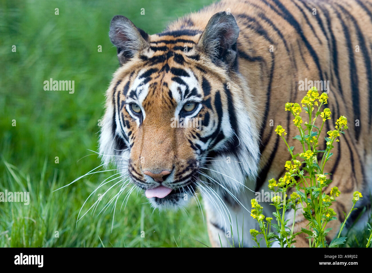 Tiger licking lips Stock Photo - Alamy