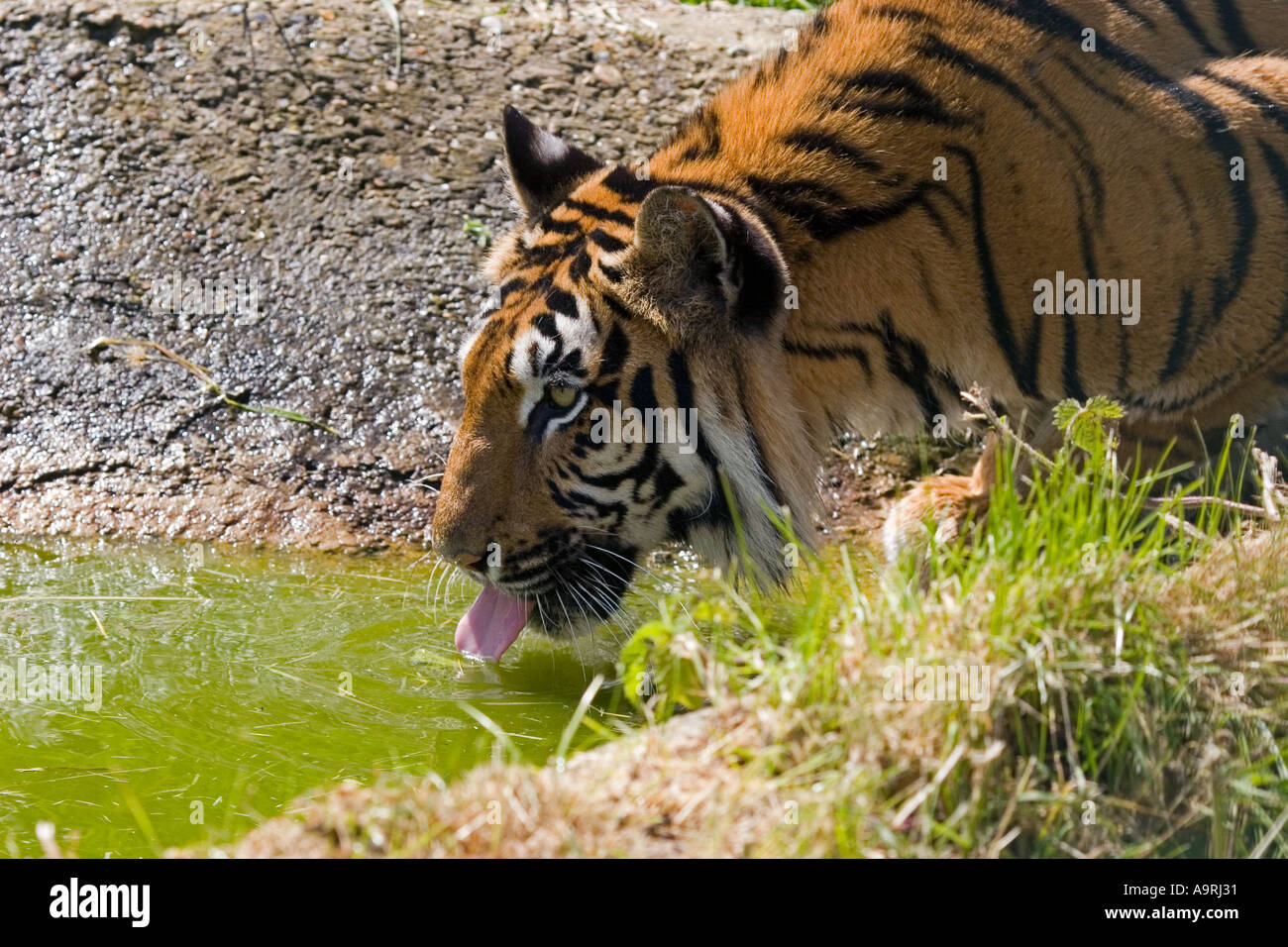 Tiger drinking from pool Stock Photo - Alamy