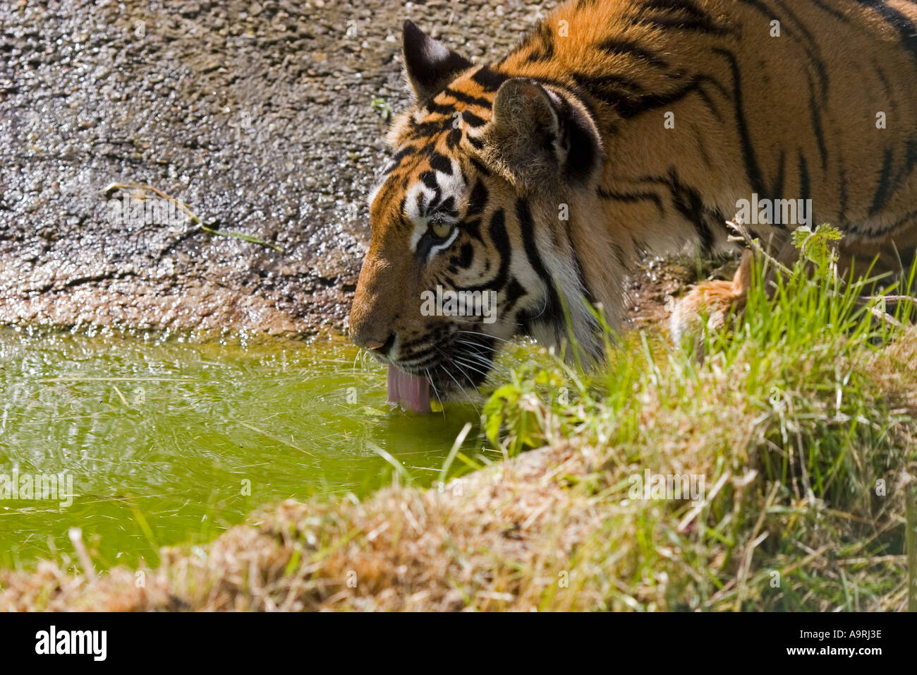 Tiger drinking from pool Stock Photo - Alamy