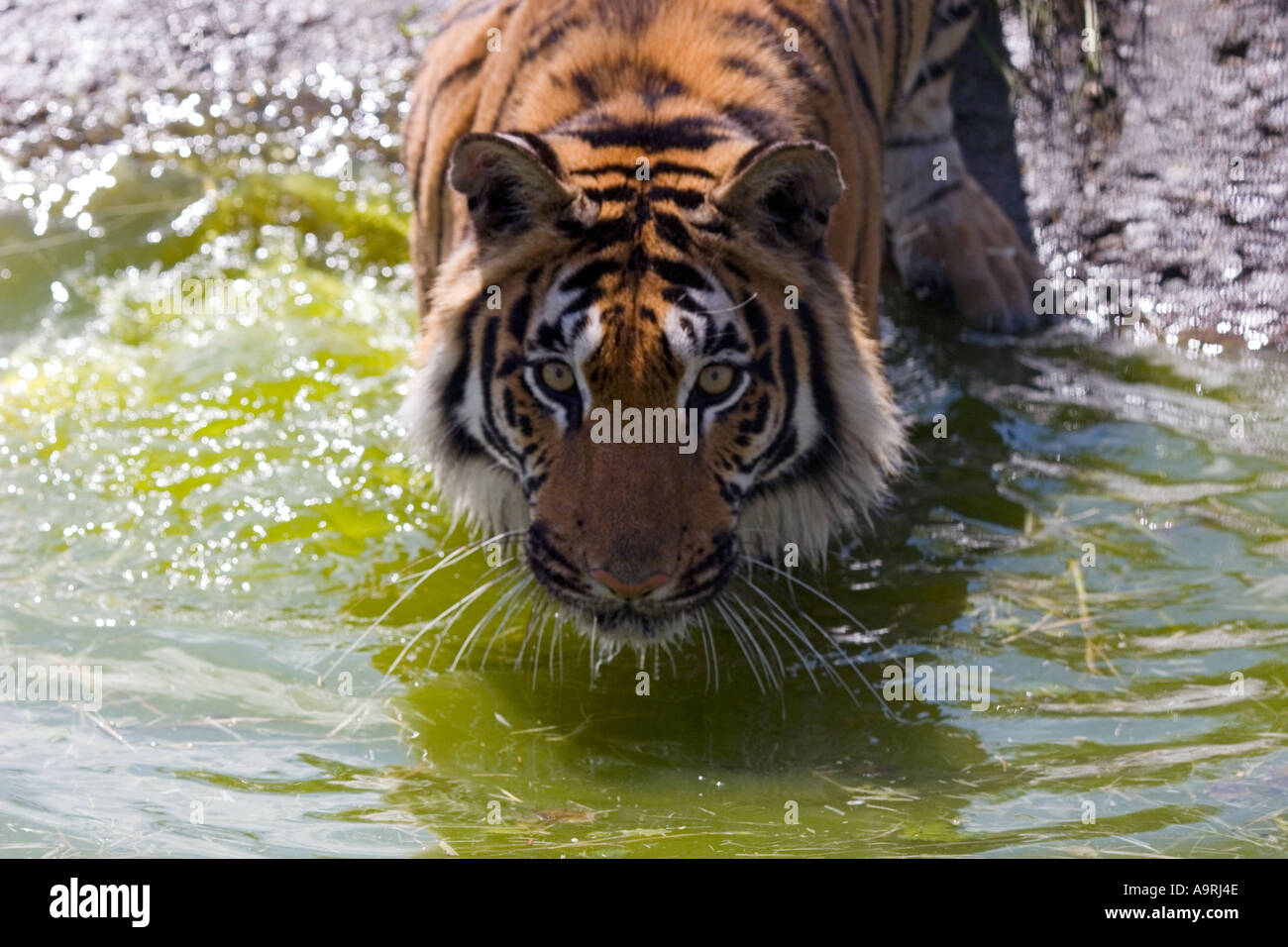 Tiger drinking from pool Stock Photo - Alamy