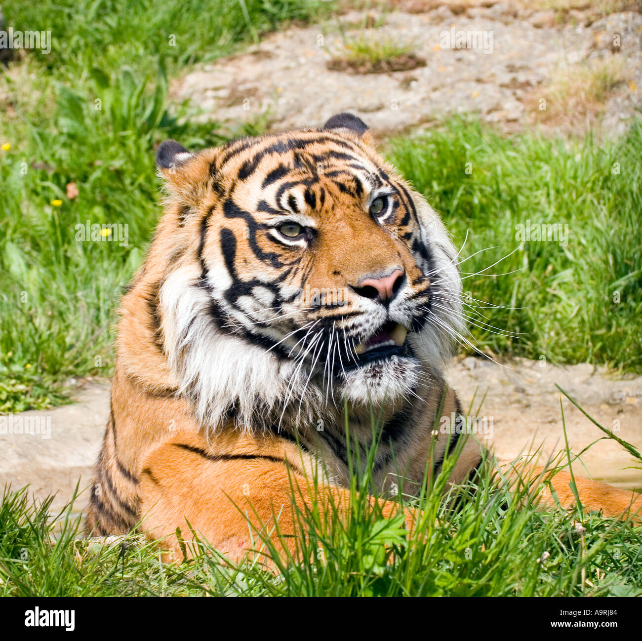 Tiger sitting in pool Stock Photo - Alamy