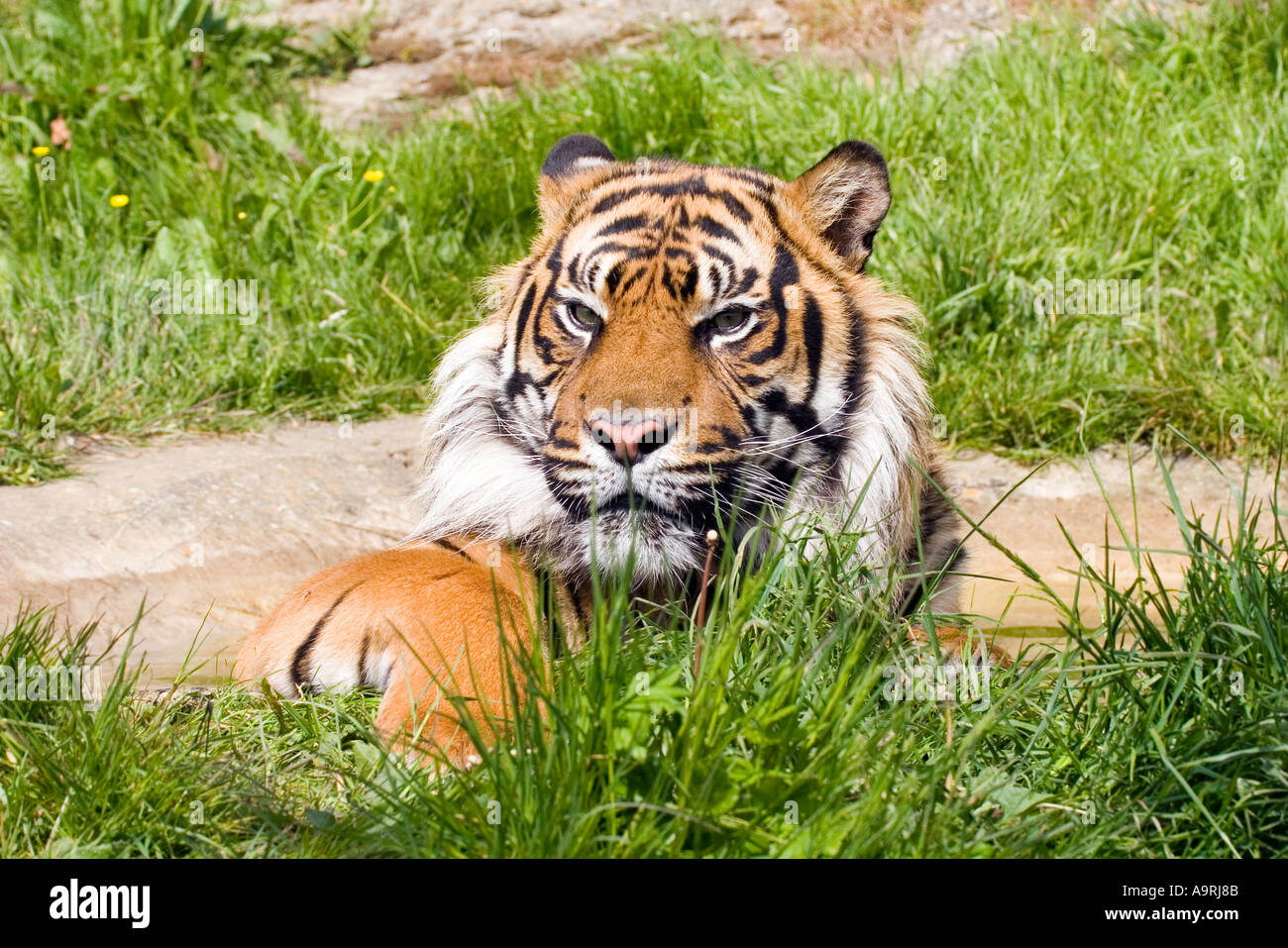 Grumpy Tiger High Resolution Stock Photography and Images - Alamy
