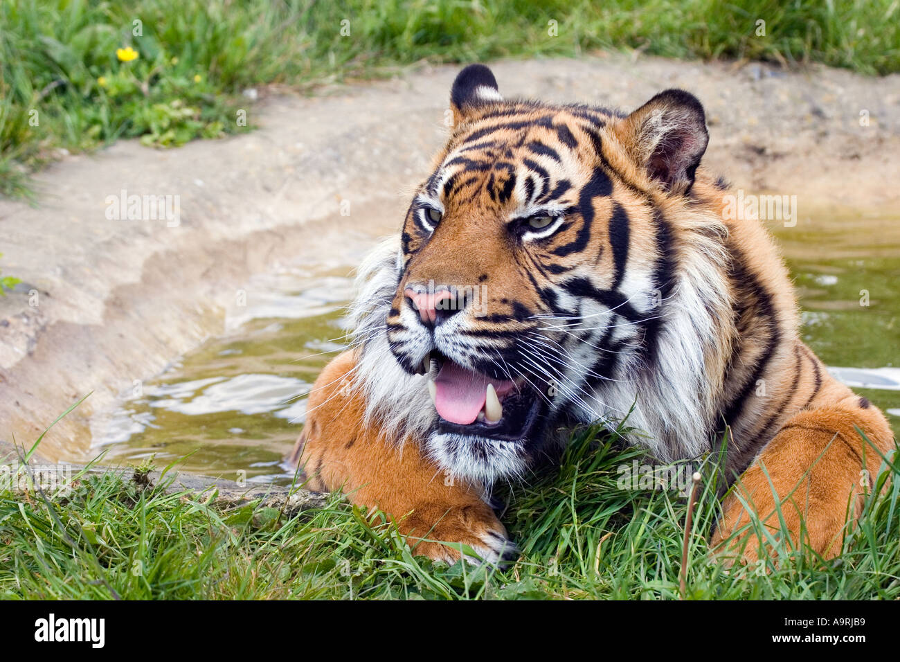 Tiger roars in pool Stock Photo - Alamy