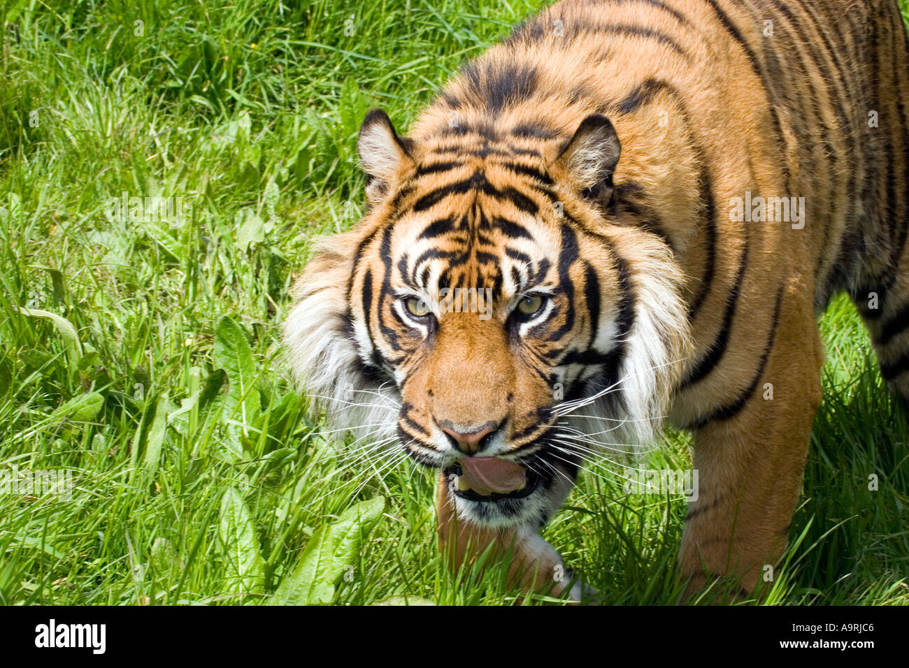 Tiger approaching hi-res stock photography and images - Alamy