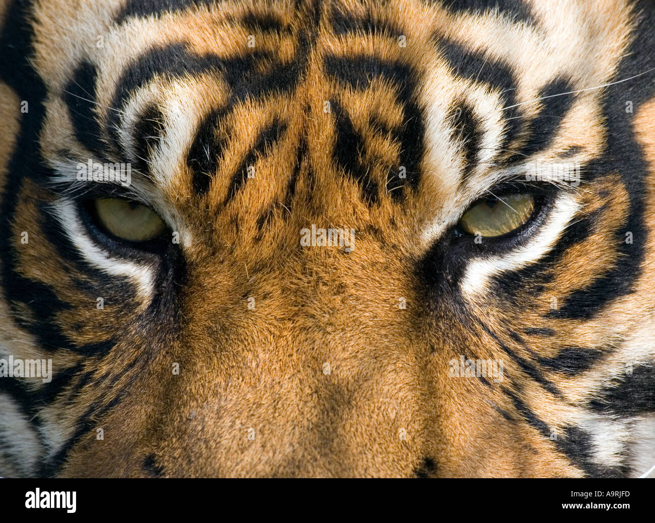 Tiger eyes stripes whiskers eye hi-res stock photography and images - Alamy