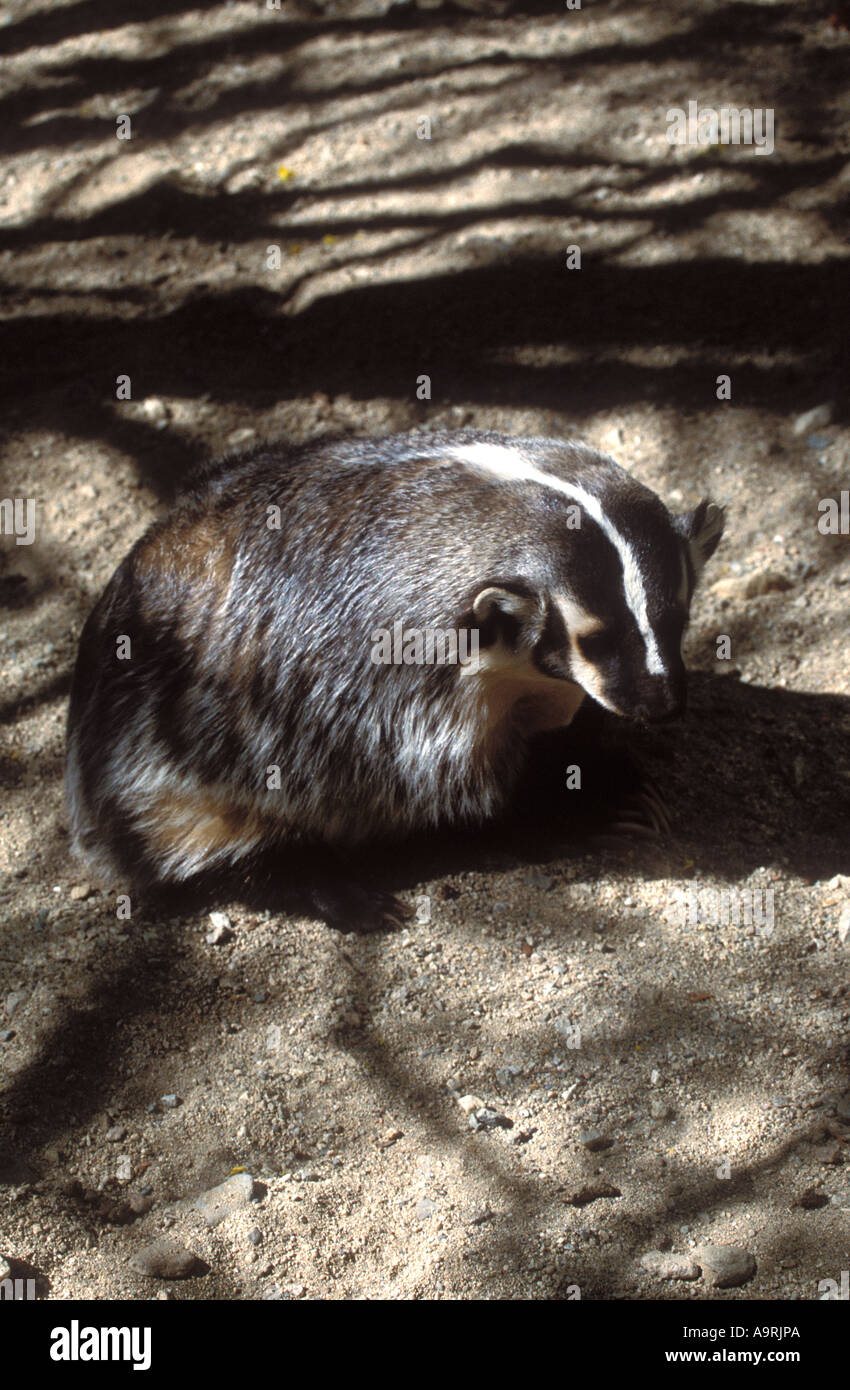 Badger sitting on ground Stock Photo - Alamy