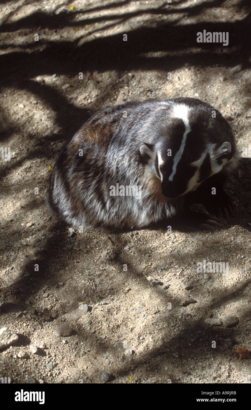 Badger sitting on ground Stock Photo - Alamy