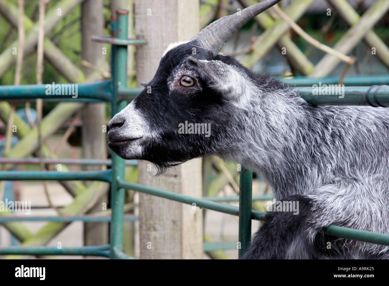Goat leans through gate Stock Photo - Alamy