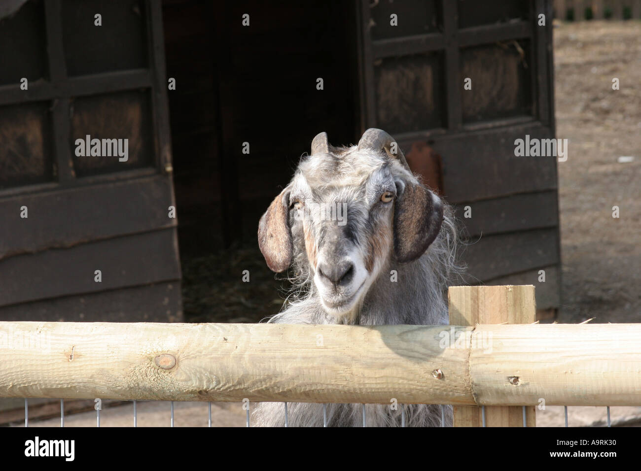 Goat stares hi-res stock photography and images - Alamy