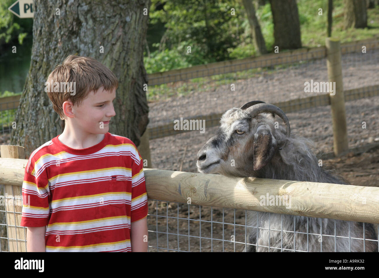 Boy and goat Stock Photo - Alamy