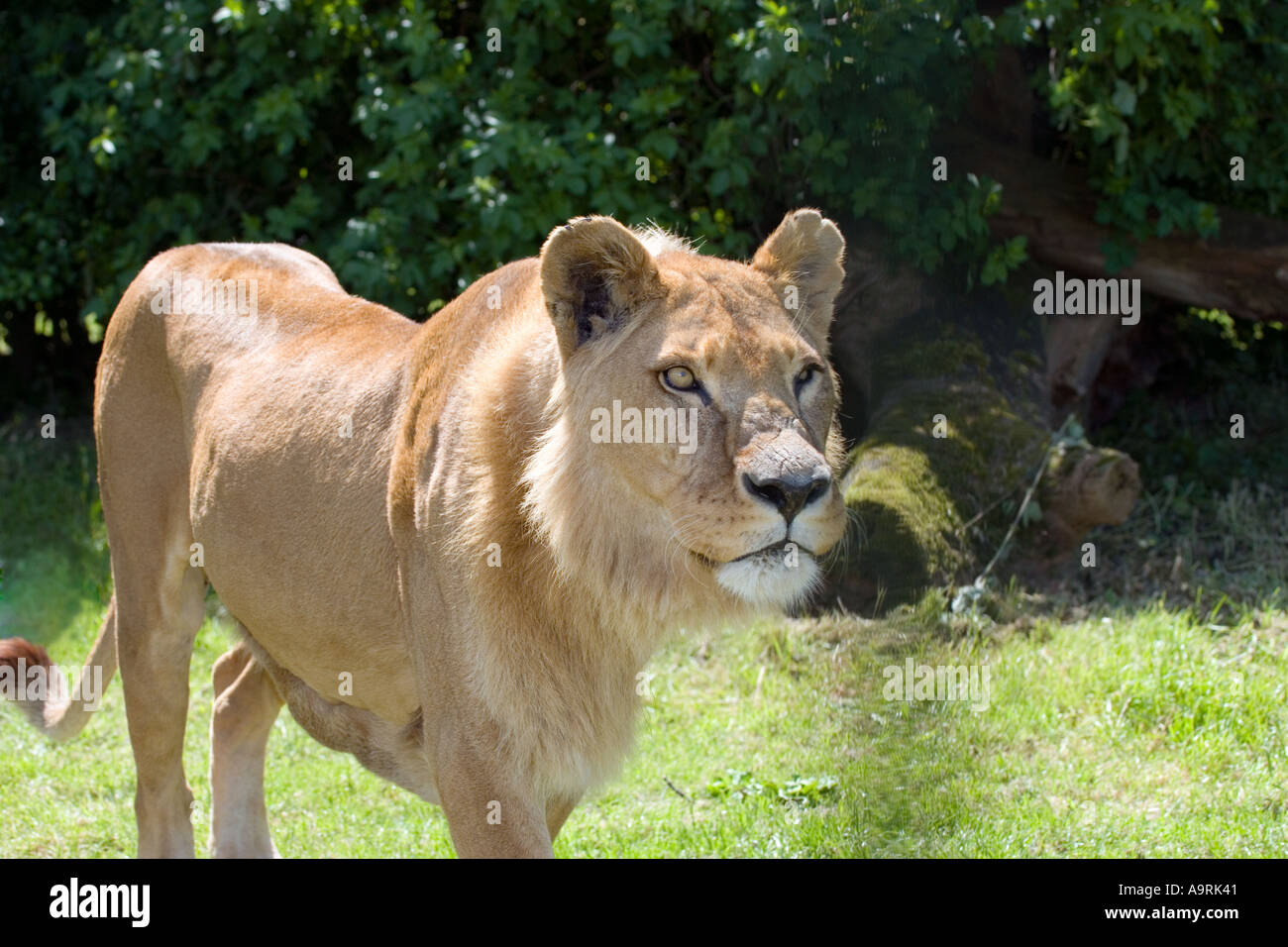 Experienced lion hi-res stock photography and images - Alamy