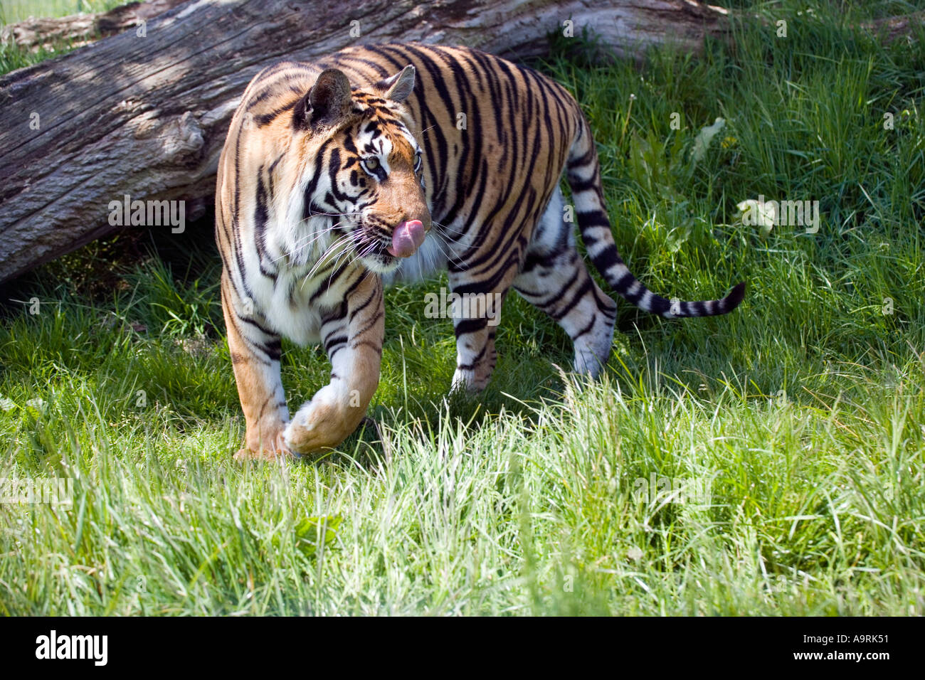 Tiger licking lips hi-res stock photography and images - Alamy