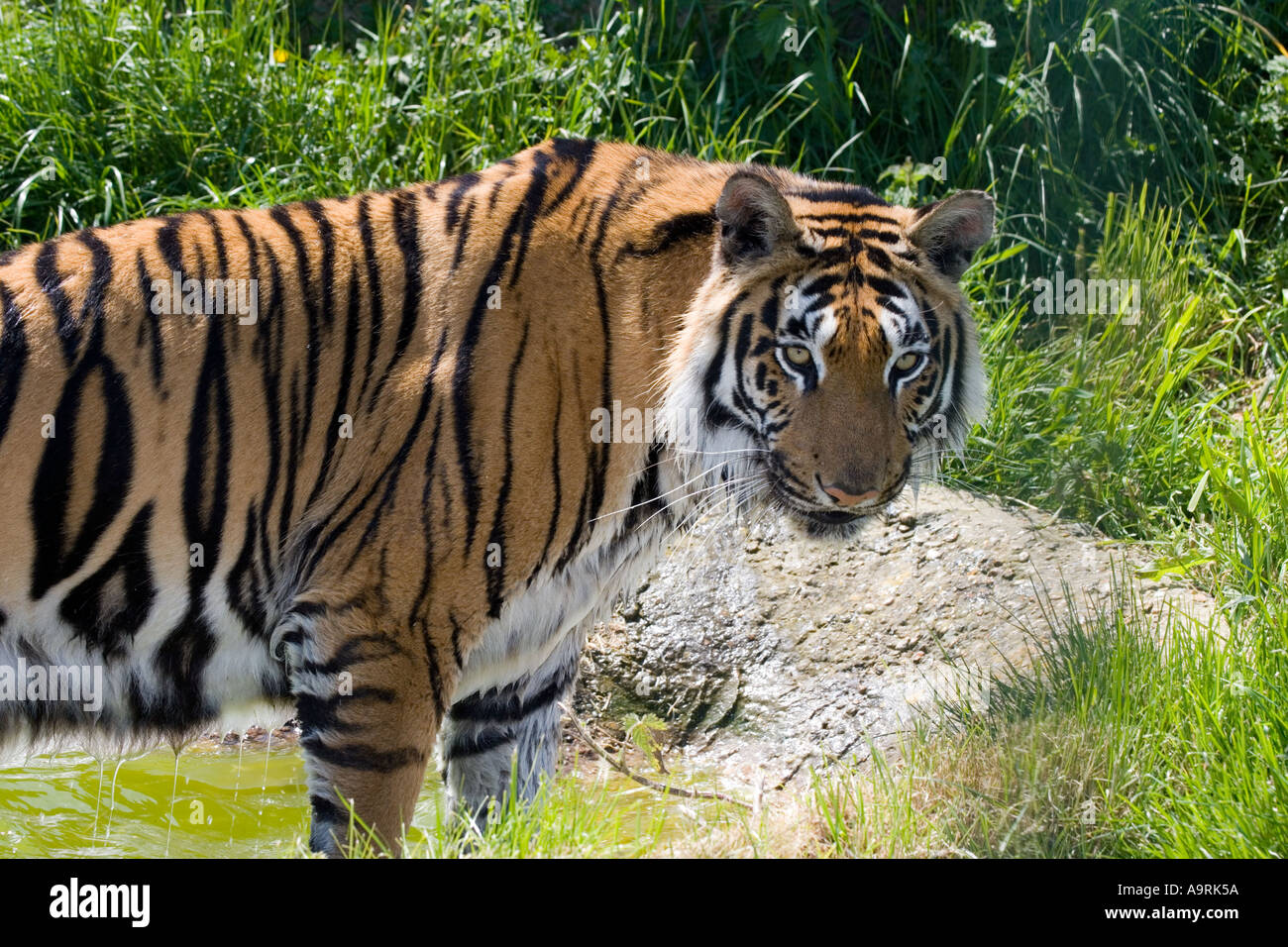 Wet tiger standing in pool Stock Photo - Alamy