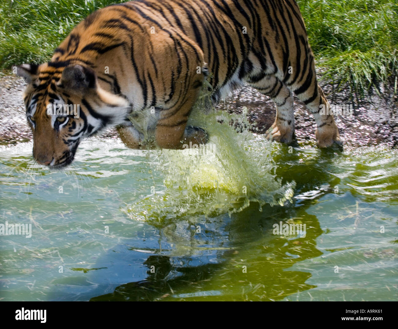 Panthera tigris tigris leaping hi-res stock photography and images - Alamy