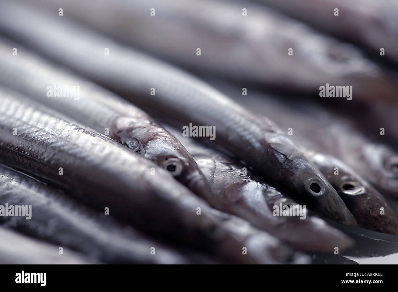Fresh fish sandeel Stock Photo - Alamy