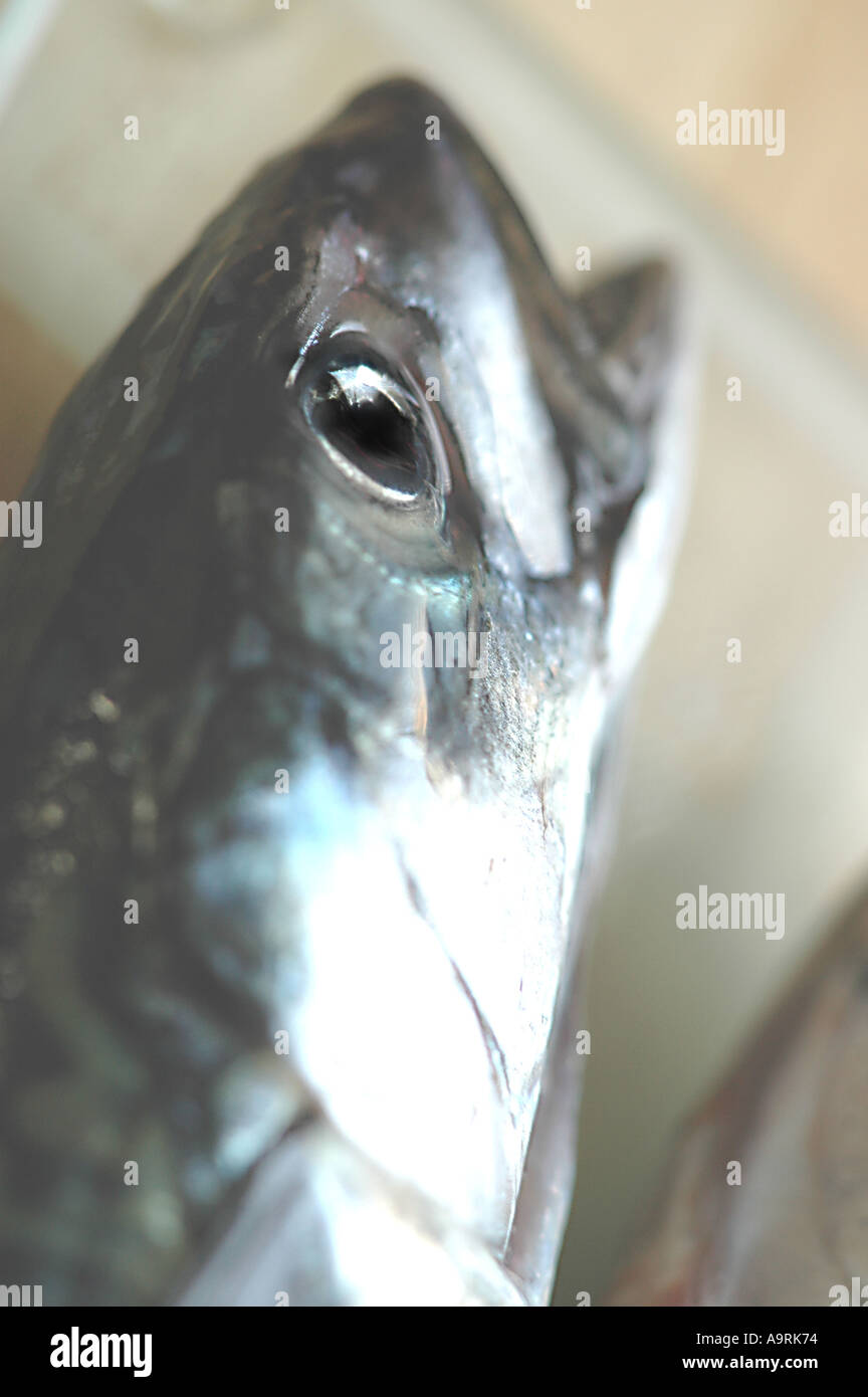 Fresh fish mackerel Stock Photo - Alamy