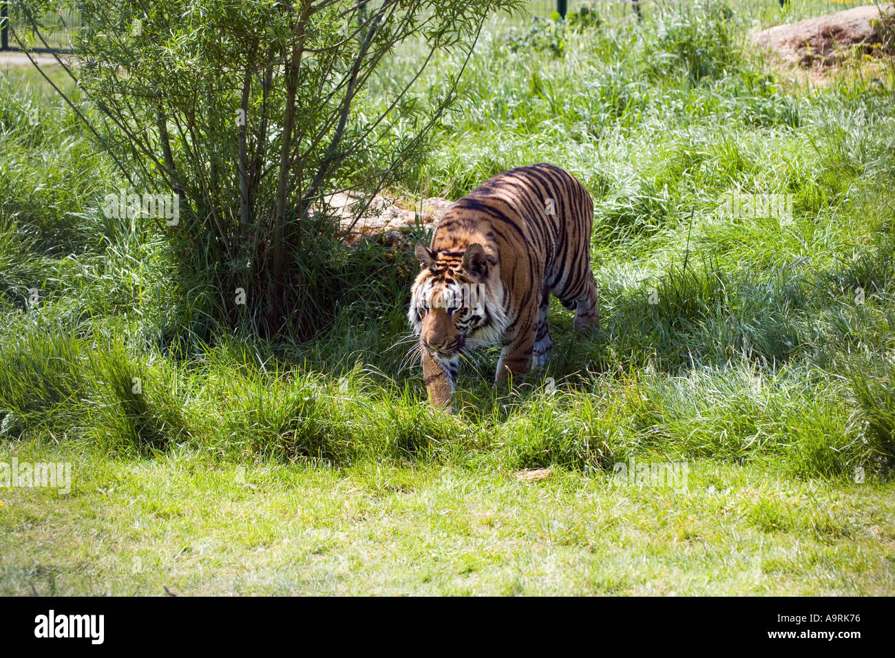 Tiger young prowl hi-res stock photography and images - Alamy