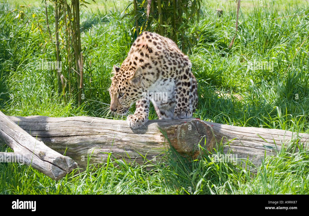 Leopard climbing over log Stock Photo - Alamy