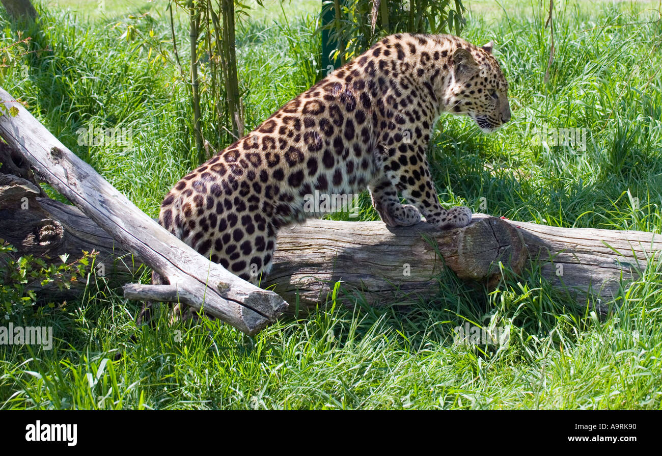 Leopard stretching over log Stock Photo - Alamy