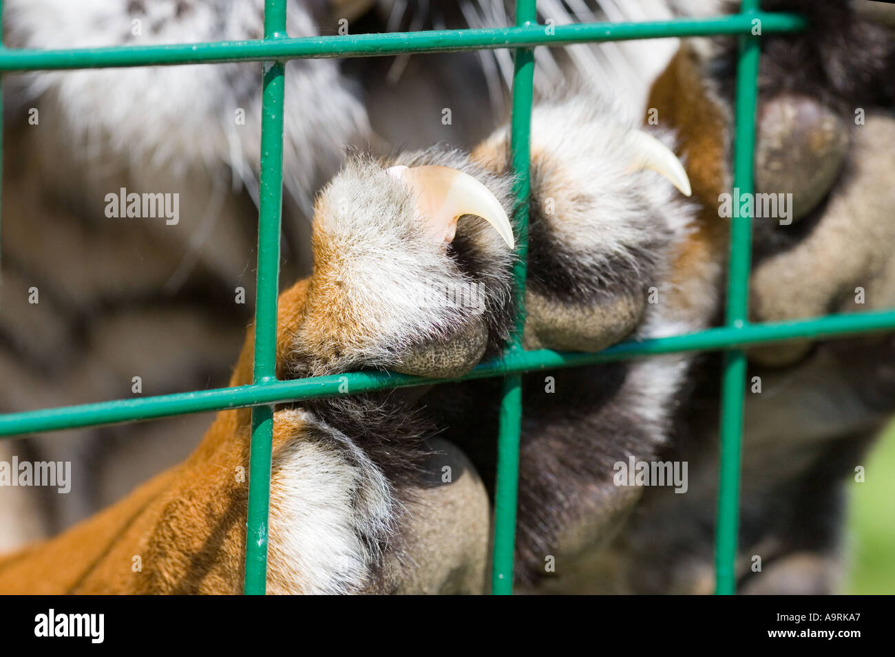 Tiger claws close up hi-res stock photography and images - Alamy