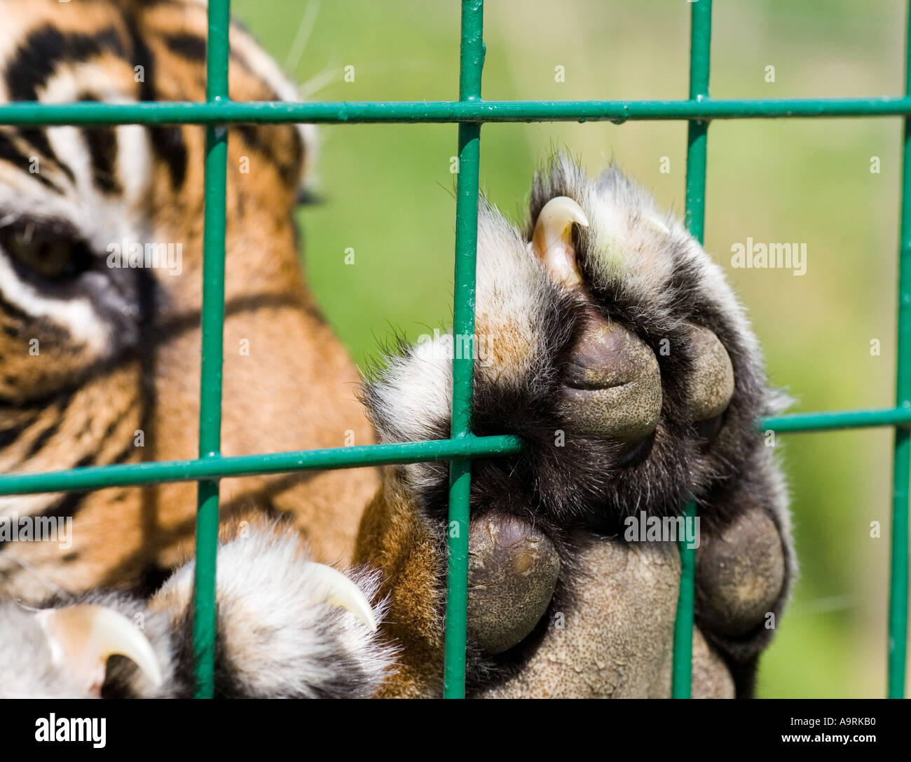 Tiger with claws Stock Photo - Alamy