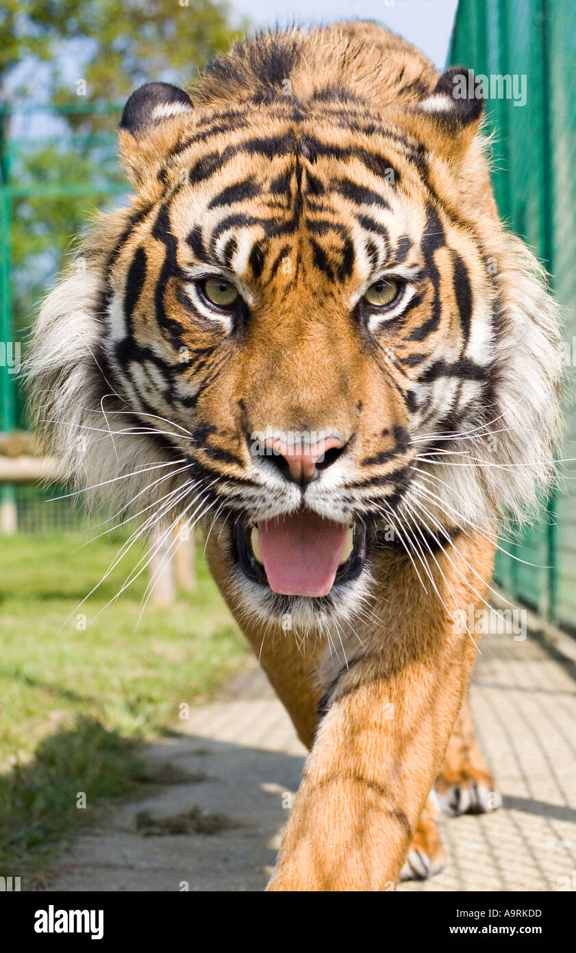 Tiger Paw With Claws