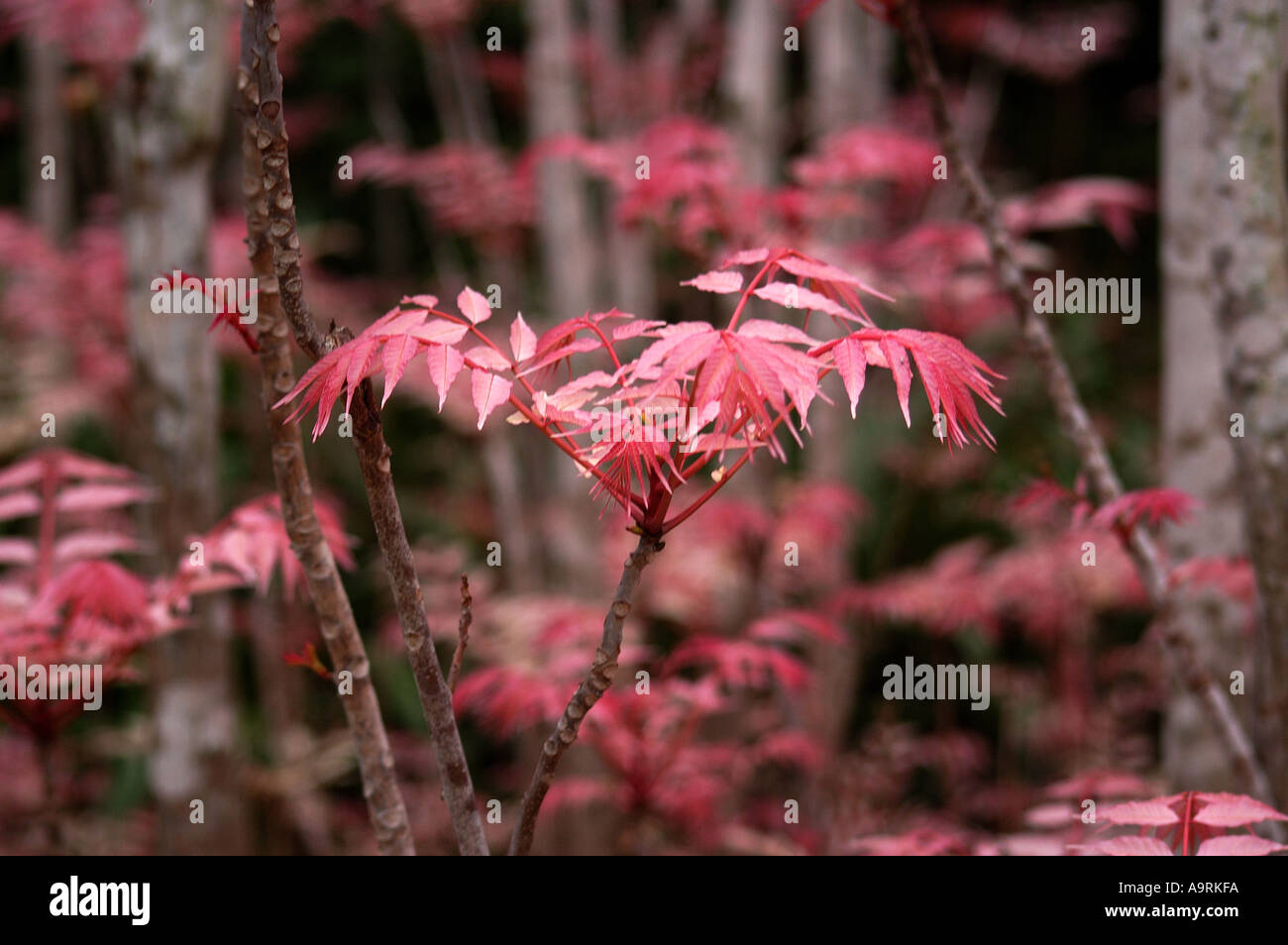 Chinese Toon Tree Stock Photo - Alamy