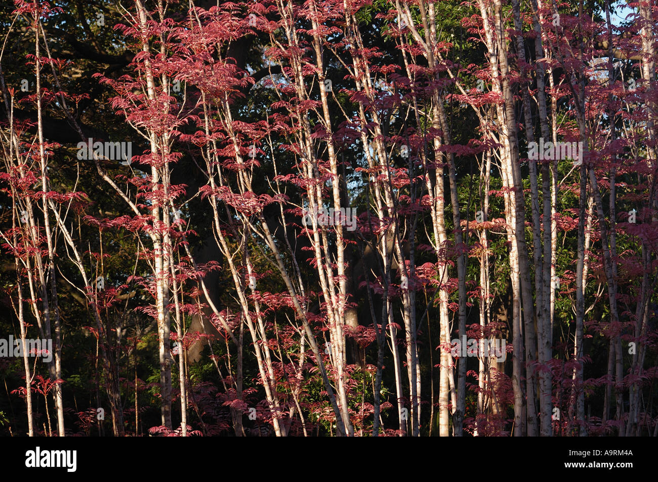 Chinese Toon Tree Stock Photo - Alamy