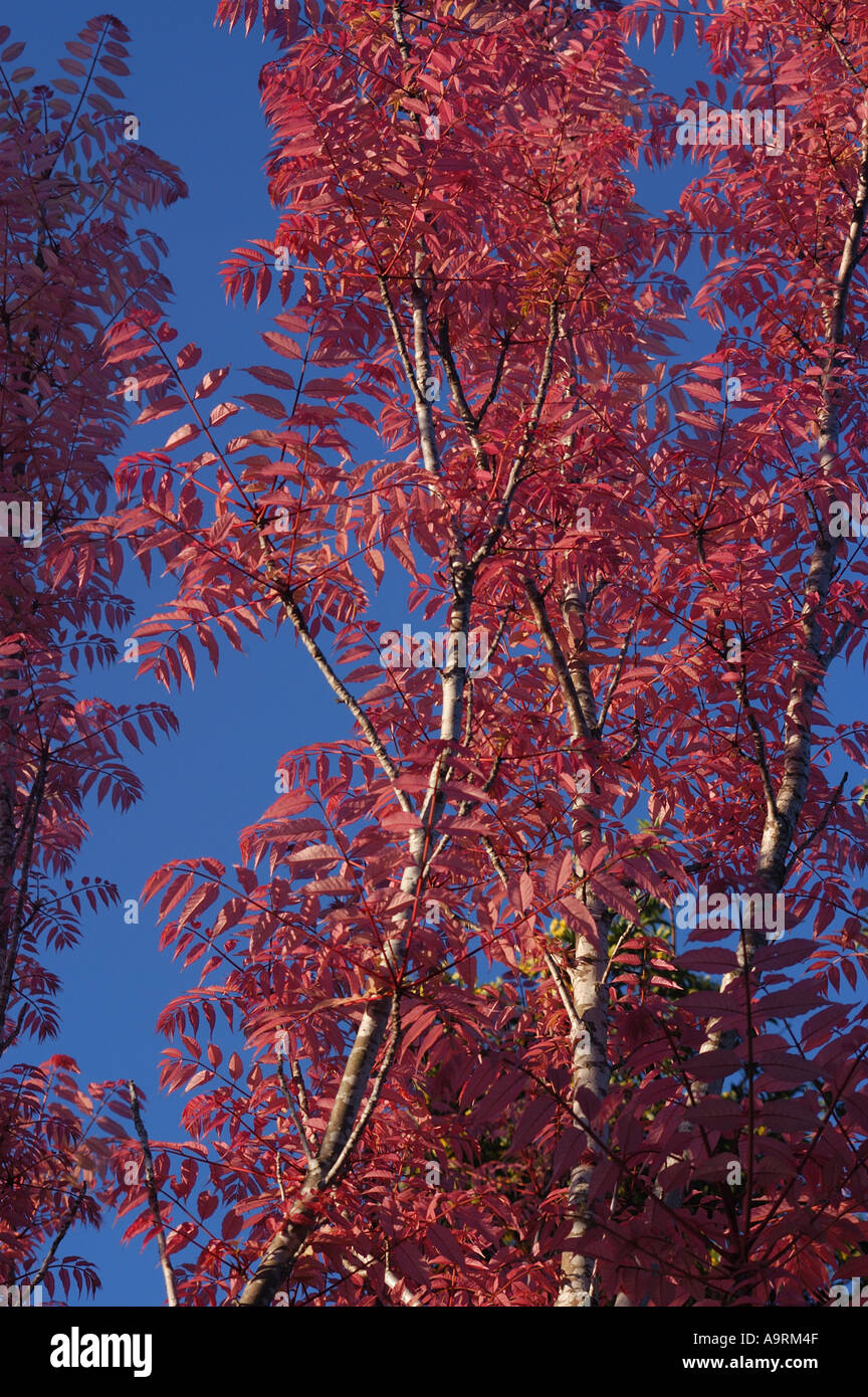 Chinese Toon Tree Stock Photo - Alamy