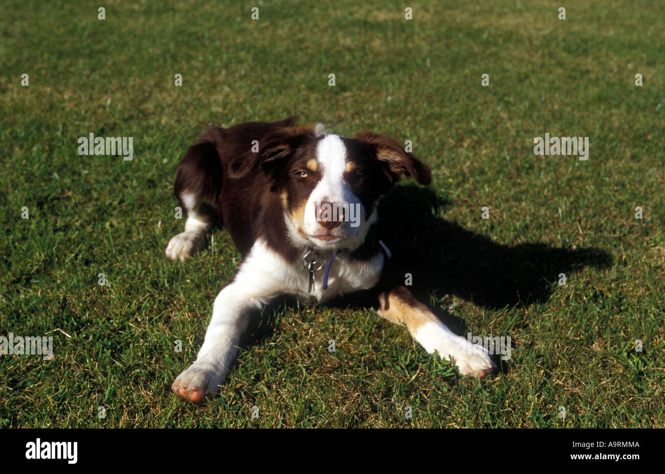 border collie puppy brown tri colour dog Stock Photo - Alamy