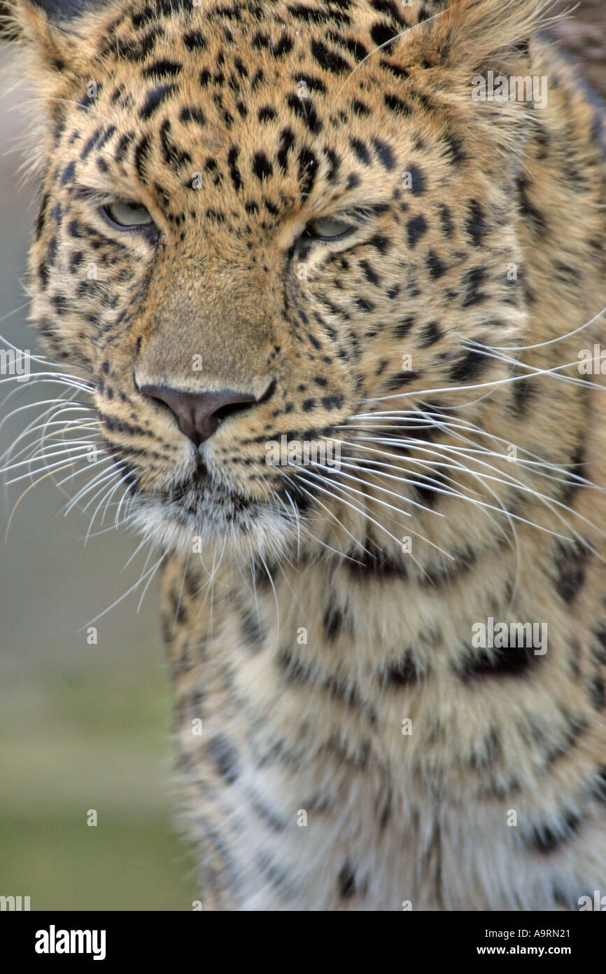 Amur leopard killer hi-res stock photography and images - Alamy
