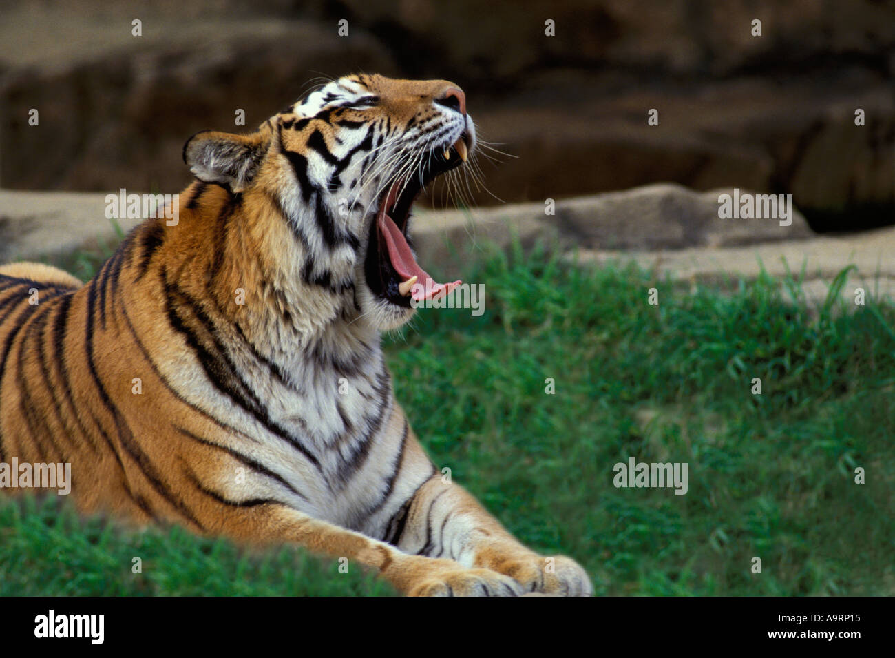 Larger Siberian tiger (Panthera tigris altaica) giving an enormous yawn ...