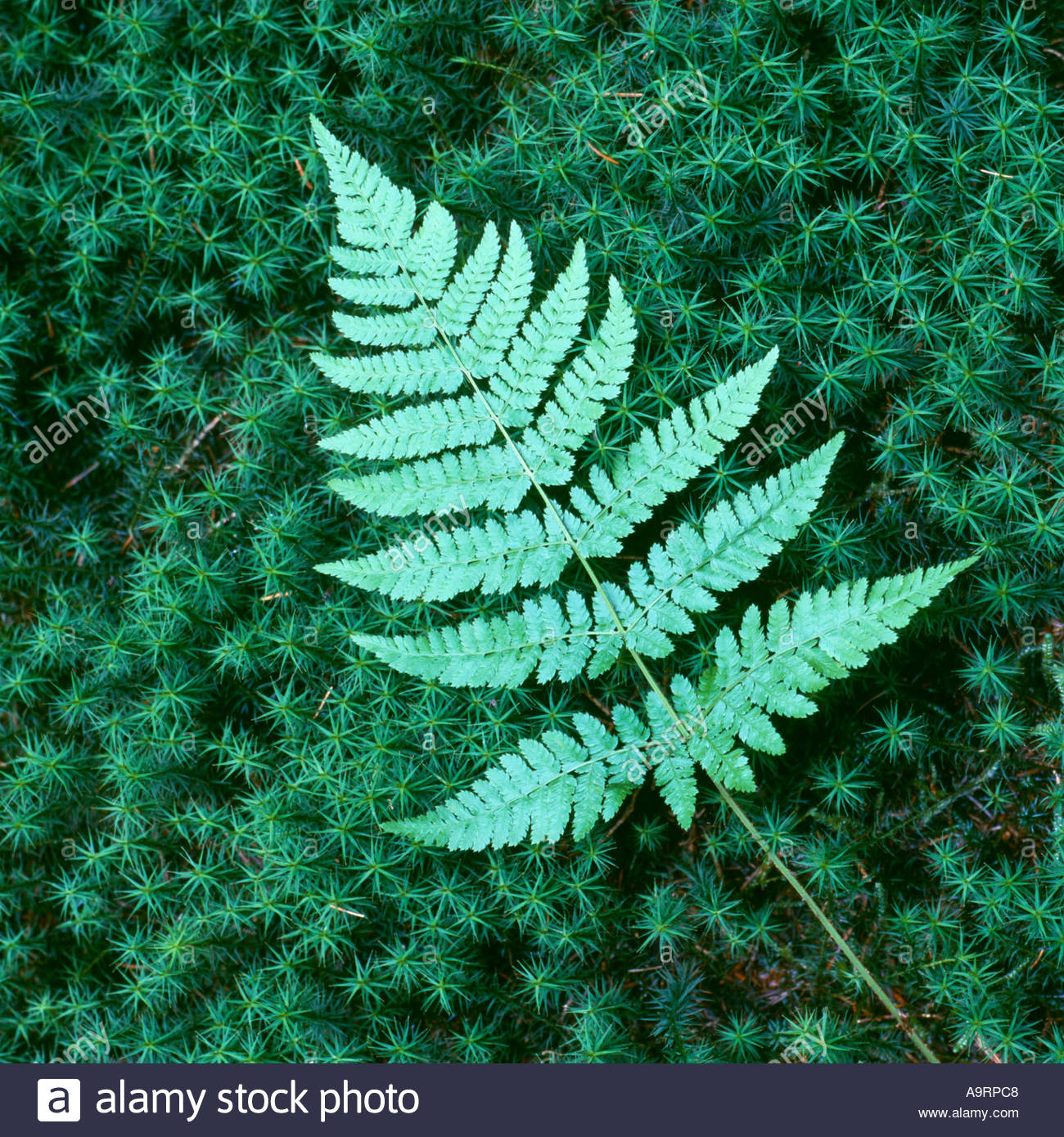 A single fresh fern leaf fallen onto a spikey gorse bush creating a ...