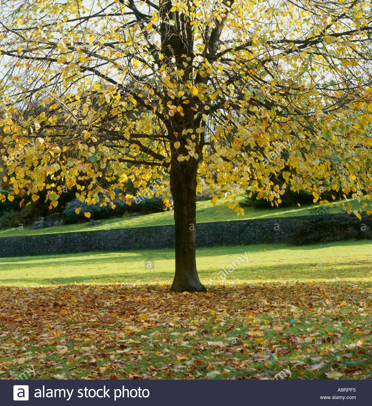 Graceful specimen hi-res stock photography and images - Alamy