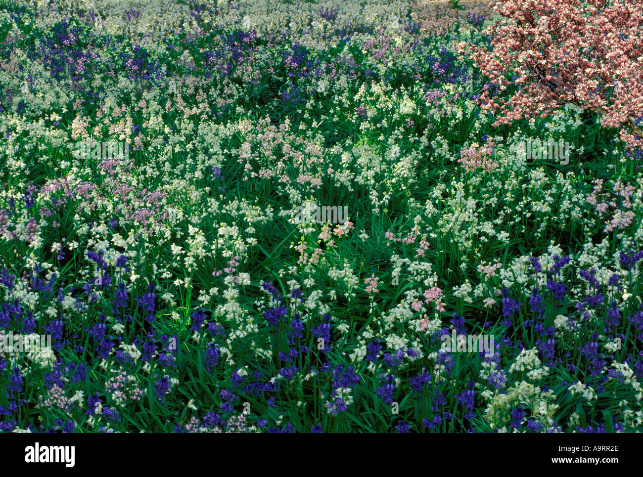 Lush assortment of wildflowers hi-res stock photography and images - Alamy