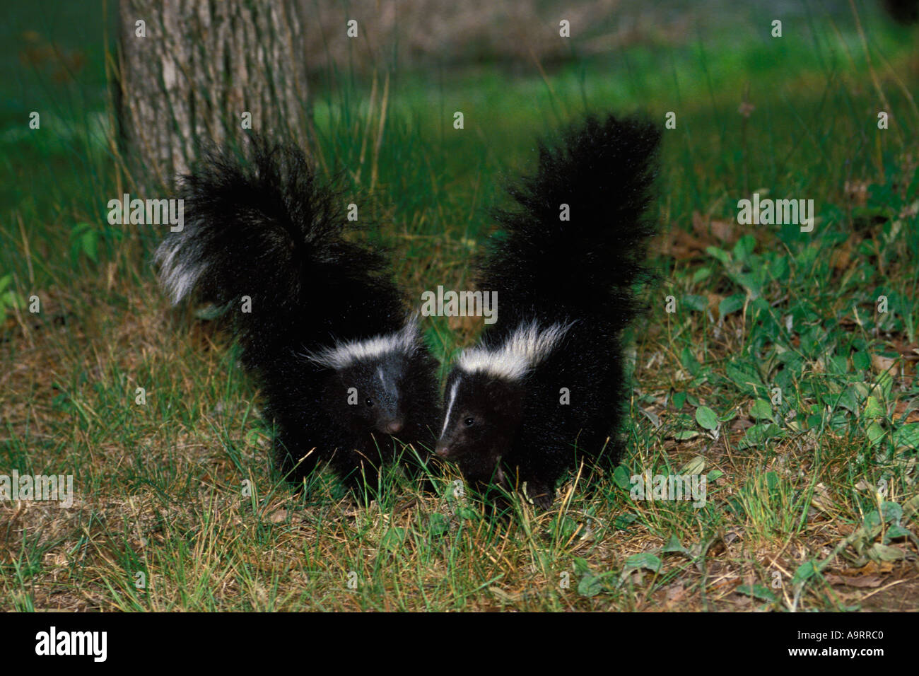 Two baby skunks (Mephitis mephitis) standing together in a small meadow ...